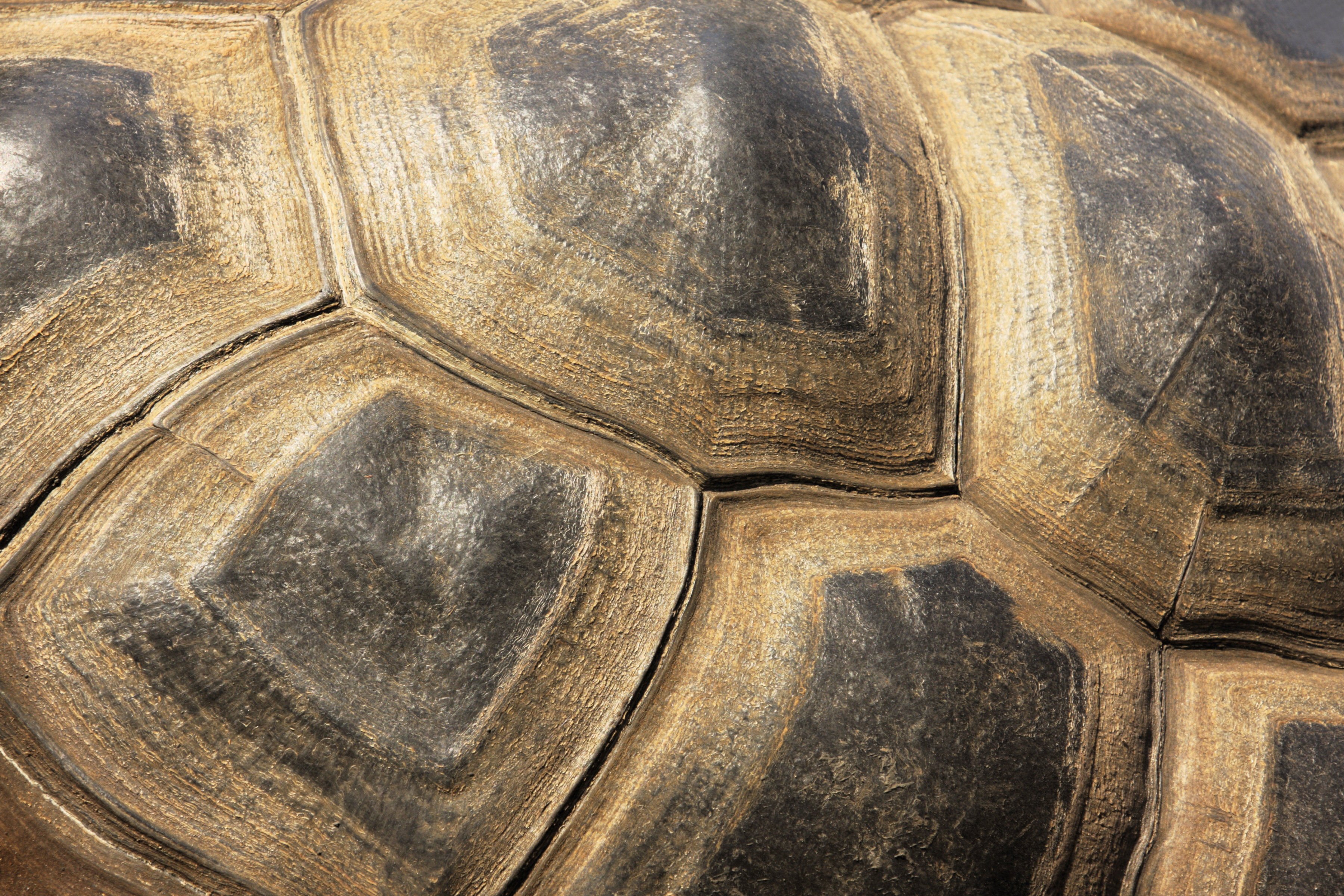 Bay Isle Home™ Tortoiseshell Turtle Exoskeleton by ...