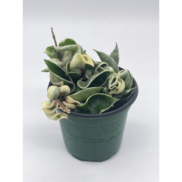 Florida House Plants Variegated Hindu Rope Hoya Compacta Carnosa Very ...
