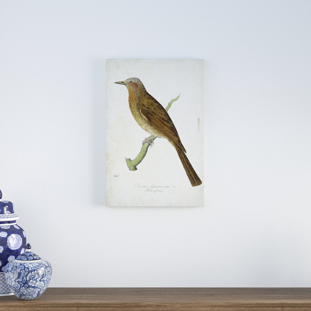 Darby Home Co 'Aviary Drawing II' Graphic Art Print on Wrapped Canvas ...