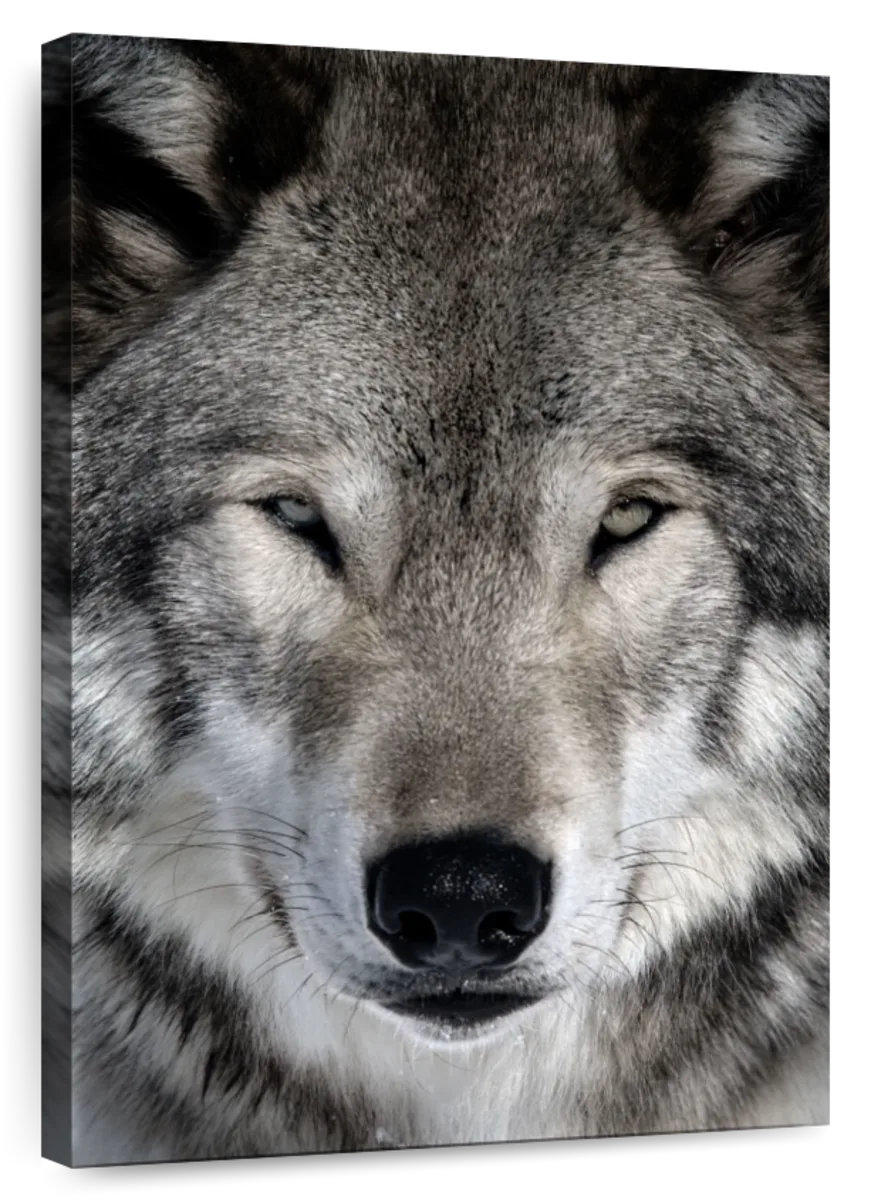 Ebern Designs Brampt Gray Wolf Head | Wayfair