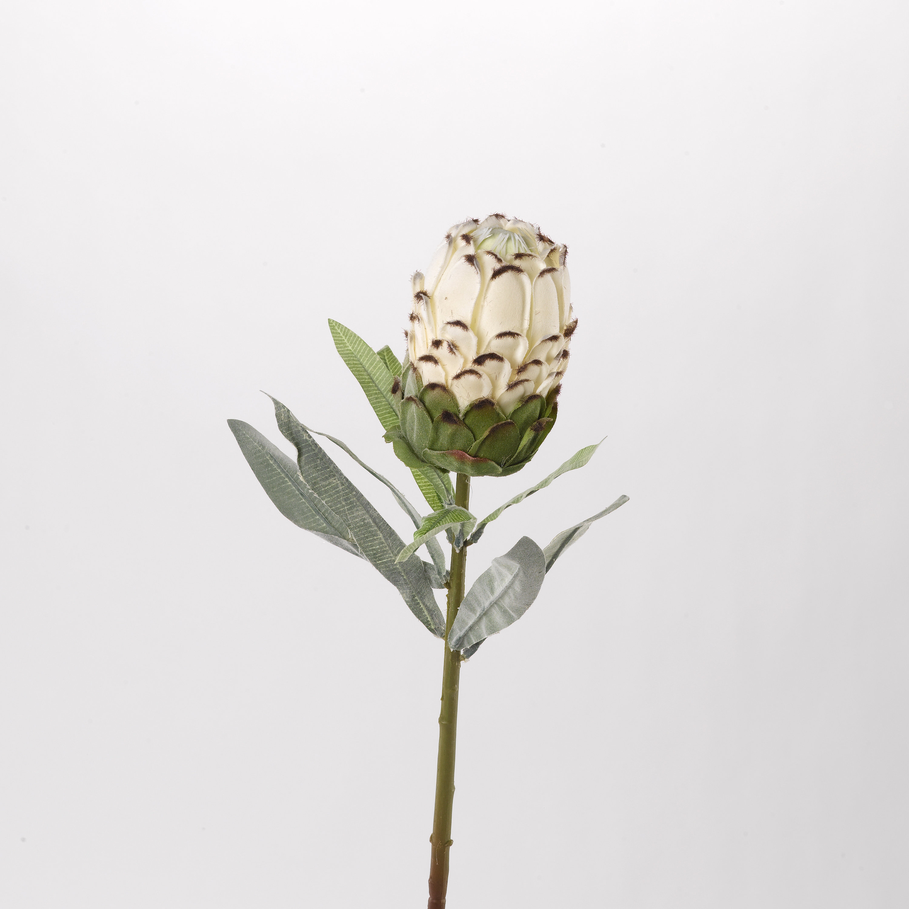 Gracie Oaks Flower Protea Stem | Joss & Main
