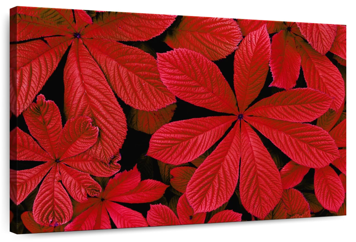 Lark Manor™ Harnek Red Autumn Foliage - Wayfair Canada
