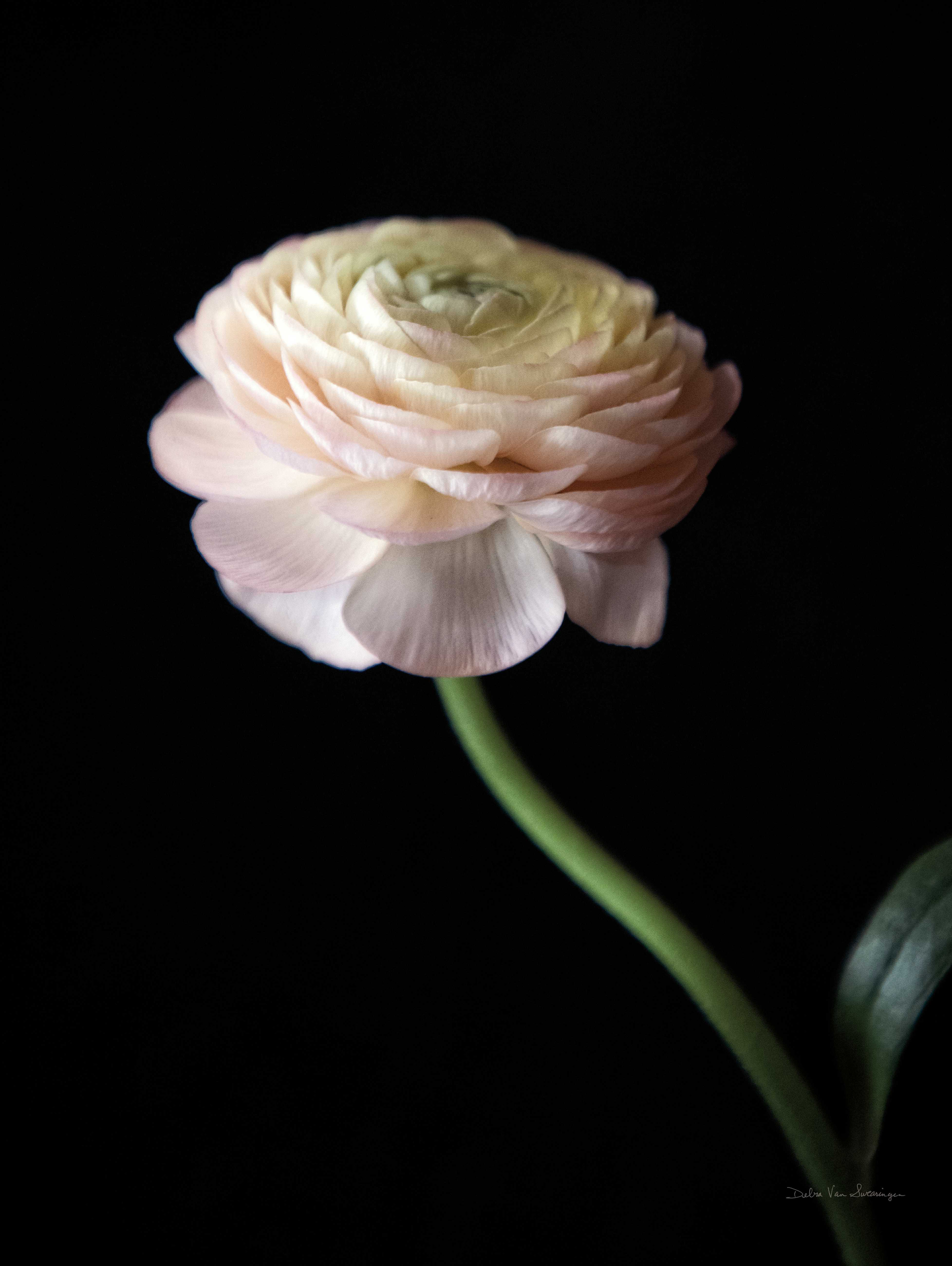 Ebern Designs Zarrar Single Ranunculus III On Canvas Print | Wayfair
