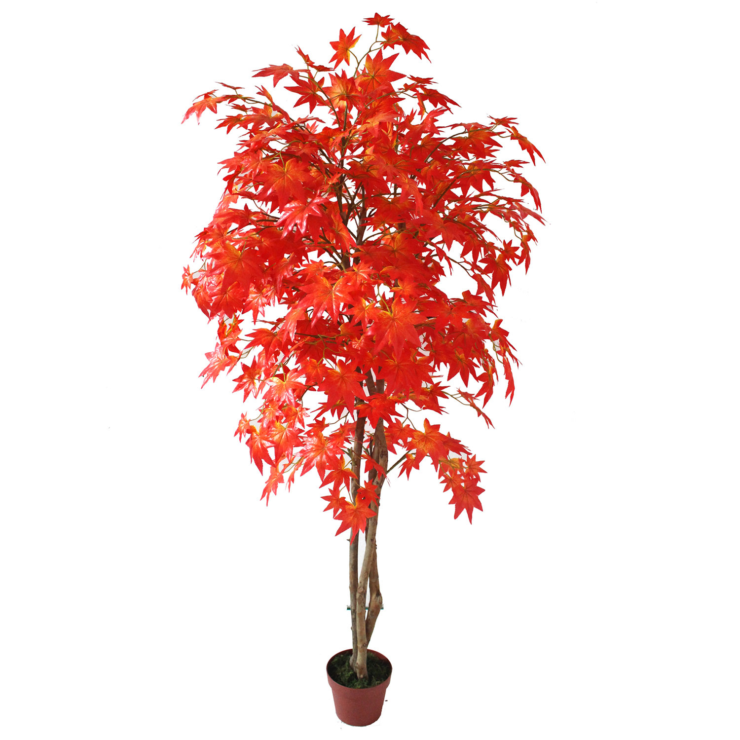 Charlton Home® Multi Trunk Silk Maple Tree in Pot & Reviews | Wayfair