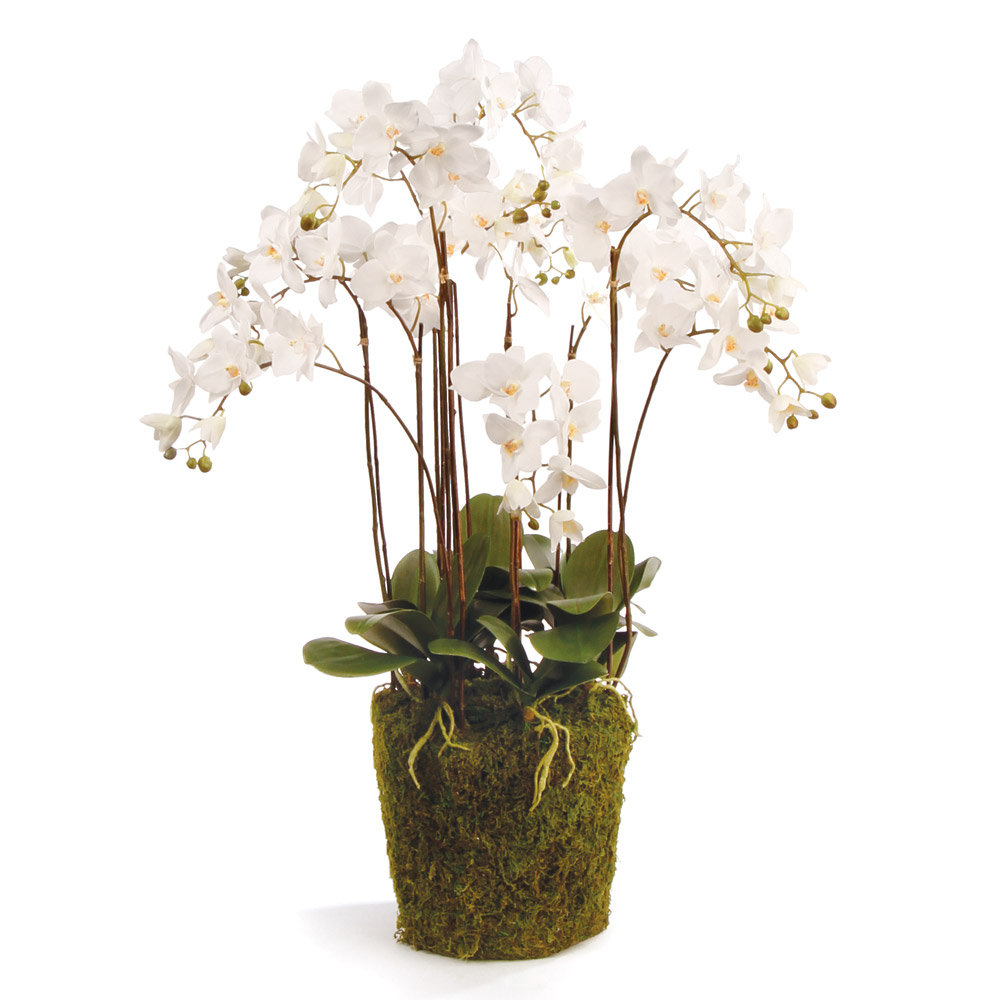 Napa Home and Garden Conservatory Orchid Drop in Plant & Reviews | Perigold
