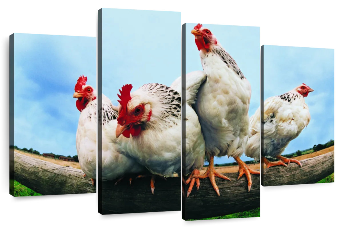 Ebern Designs Brampt Chicken Gang - Wayfair Canada