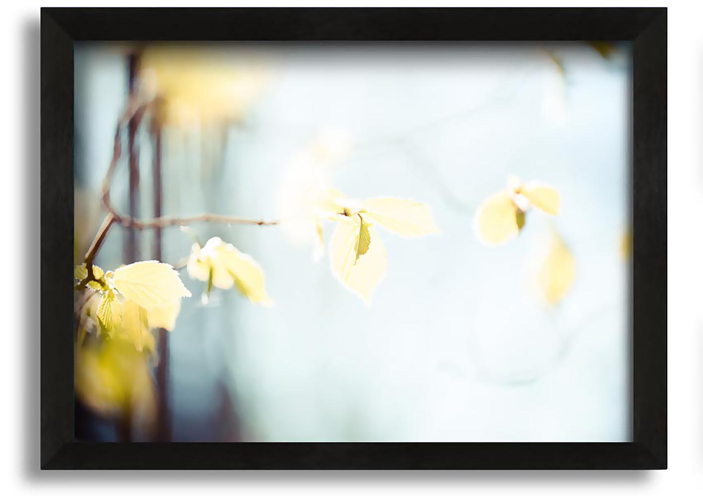 Latitude Run Bleached Leaves - Picture Frame Photograph on Canvas ...