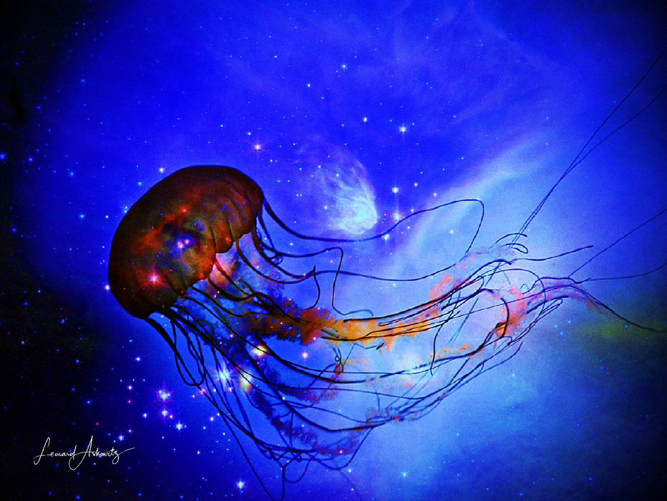 Made & Curated Jellyfish by Leonard Askowitz - Picture Frame Graphic ...