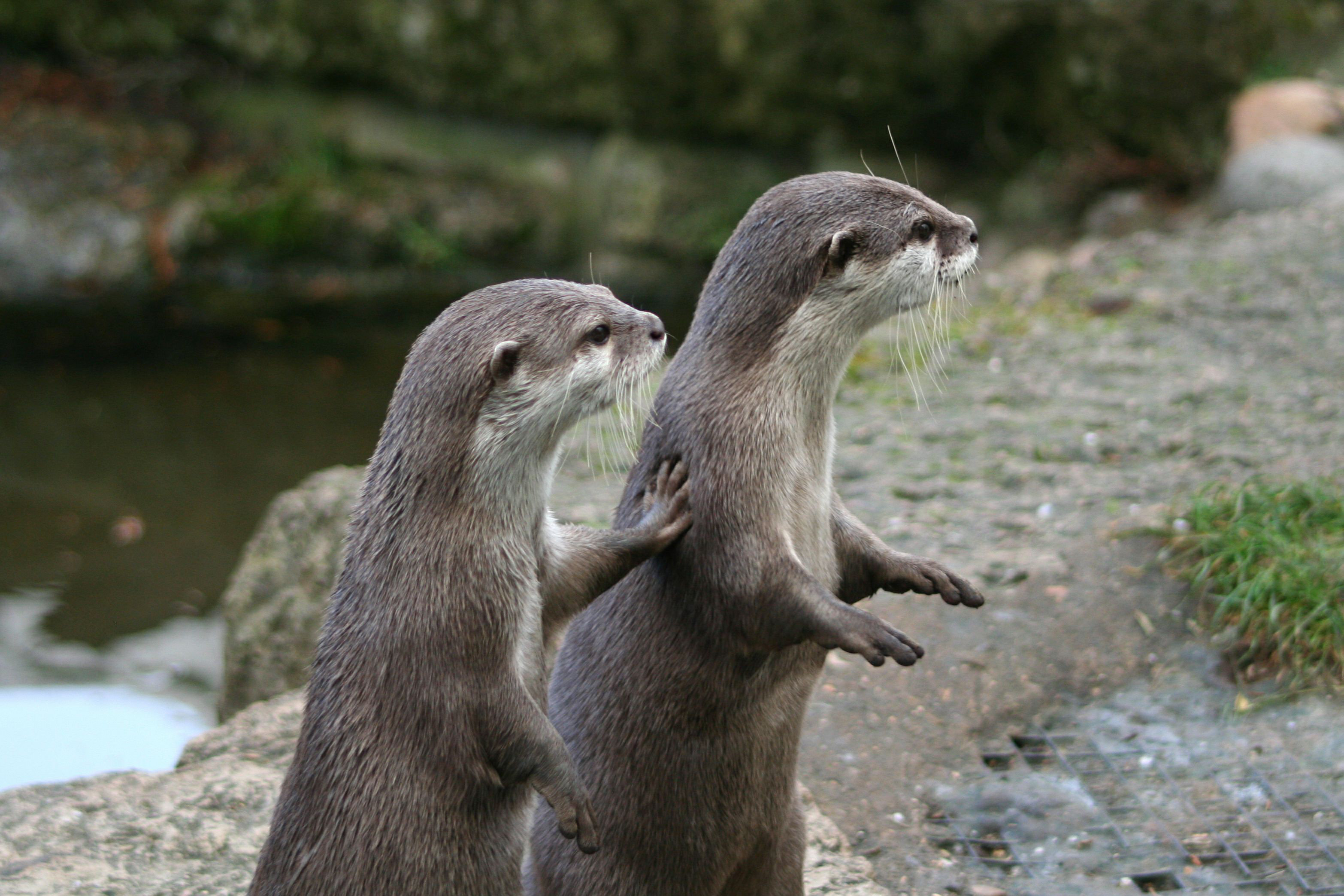 Ebern Designs Labrina Otters On High Alert On Canvas by Jackka ...