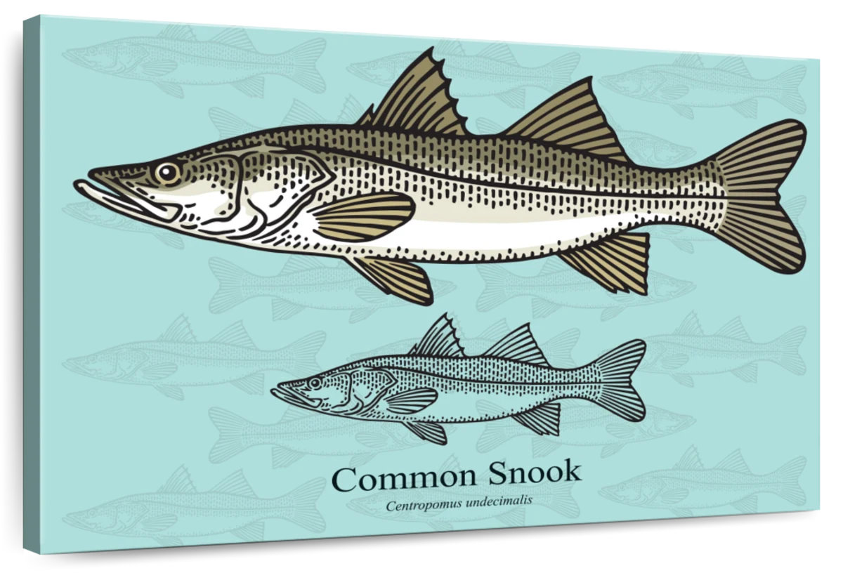 Ebern Designs Brampt Common Snook | Wayfair