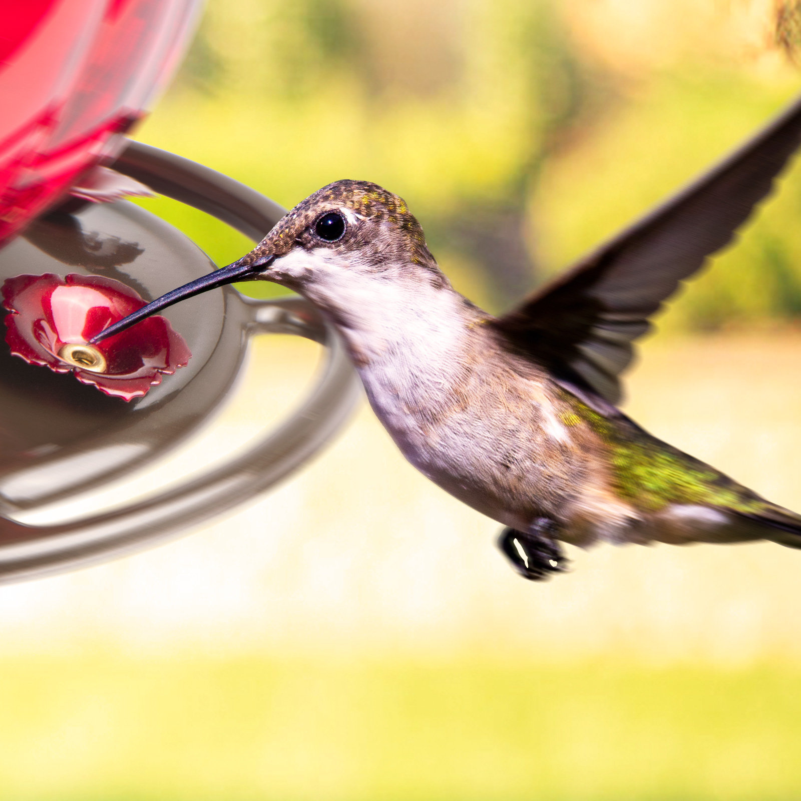 Alcott Hill® Camaren Glass Hanging Hummingbird Feeder - Wayfair Canada