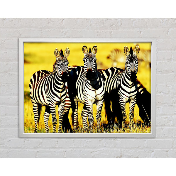 Bright Star Curious Zebras - Single Picture Frame Print on Canvas ...