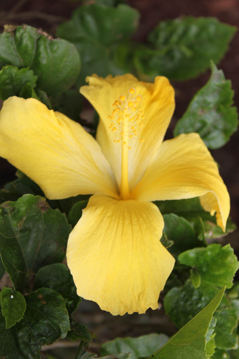 Ebern Designs Shy Yellow Wall Decal | Wayfair