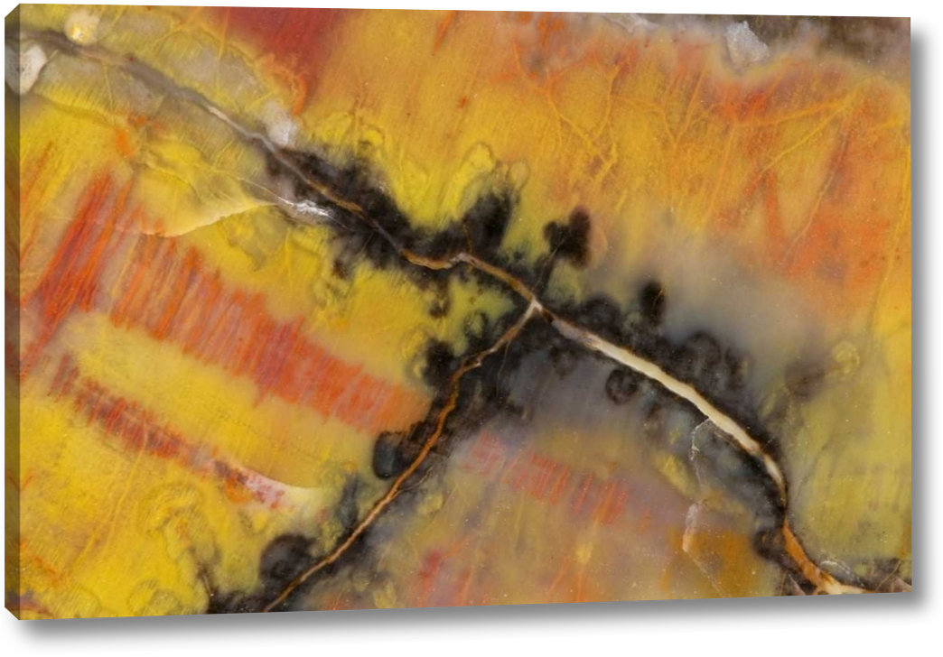 Wrought Studio™ 'Use, Arizona Close-up of Petrified Wood' Graphic Art ...