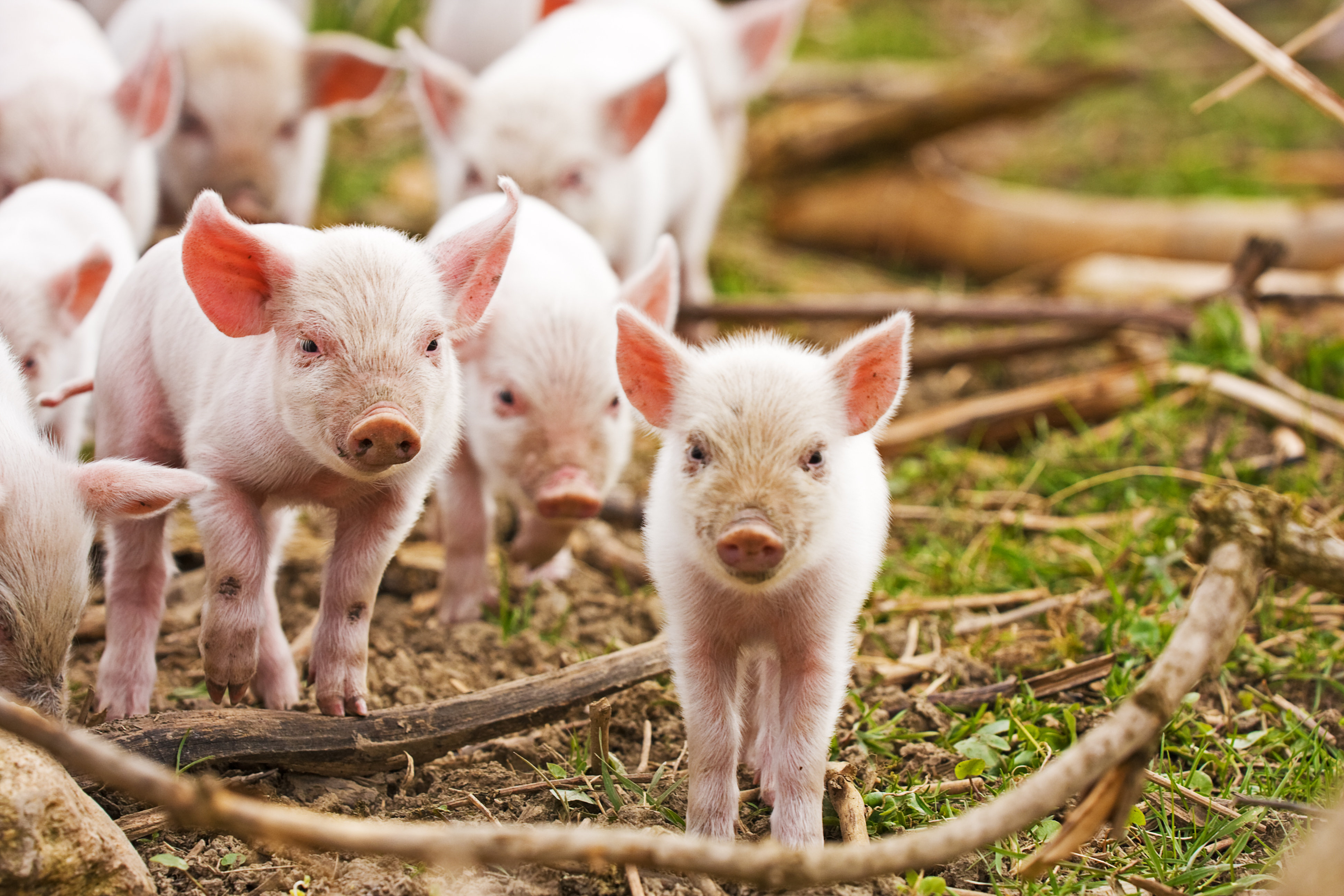 Ebern Designs Group of Small Piglets Walking Through Branches - Wrapped ...