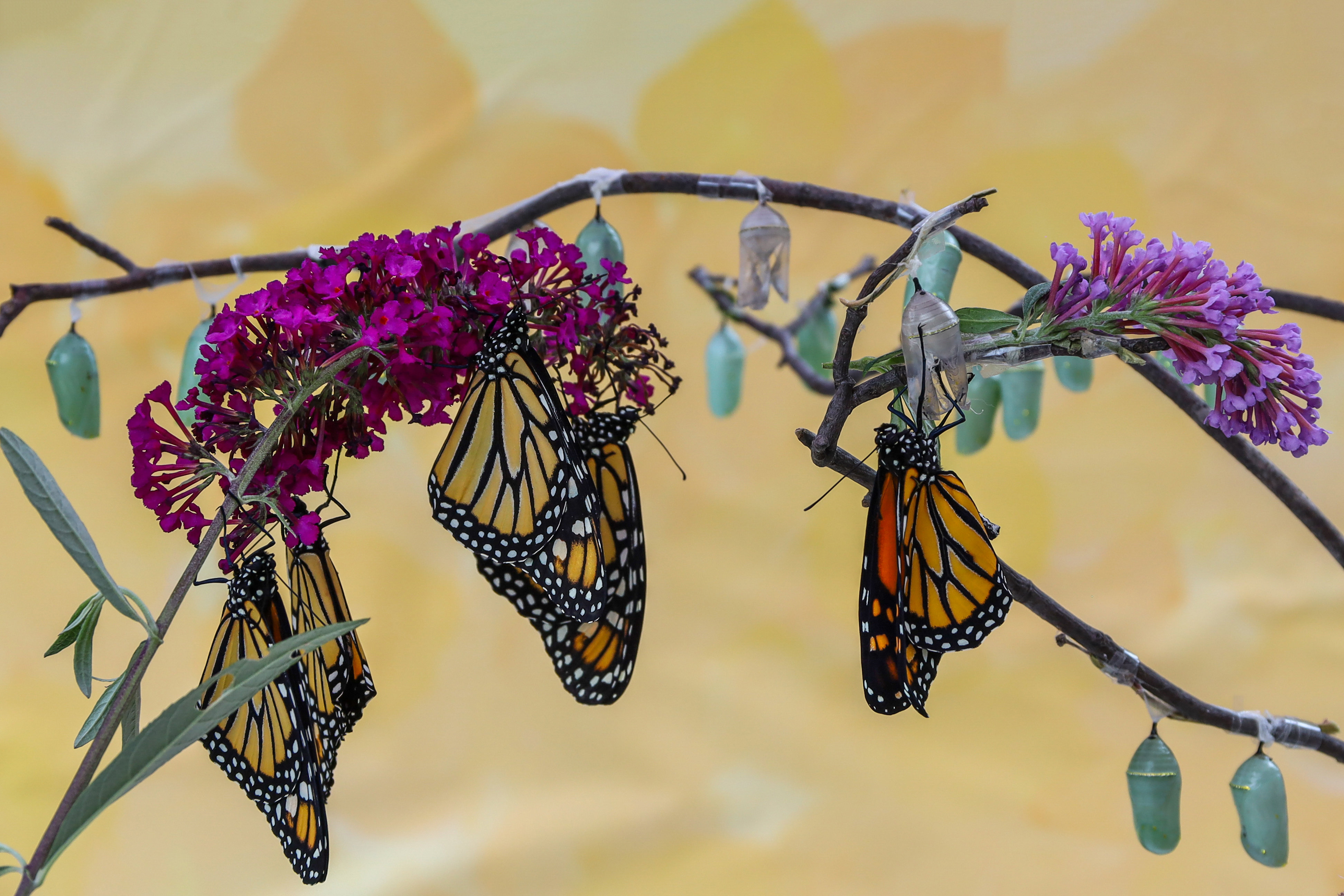 Hokku Designs Enosburgh Monarch Butterflies by Rabbitti | Wayfair