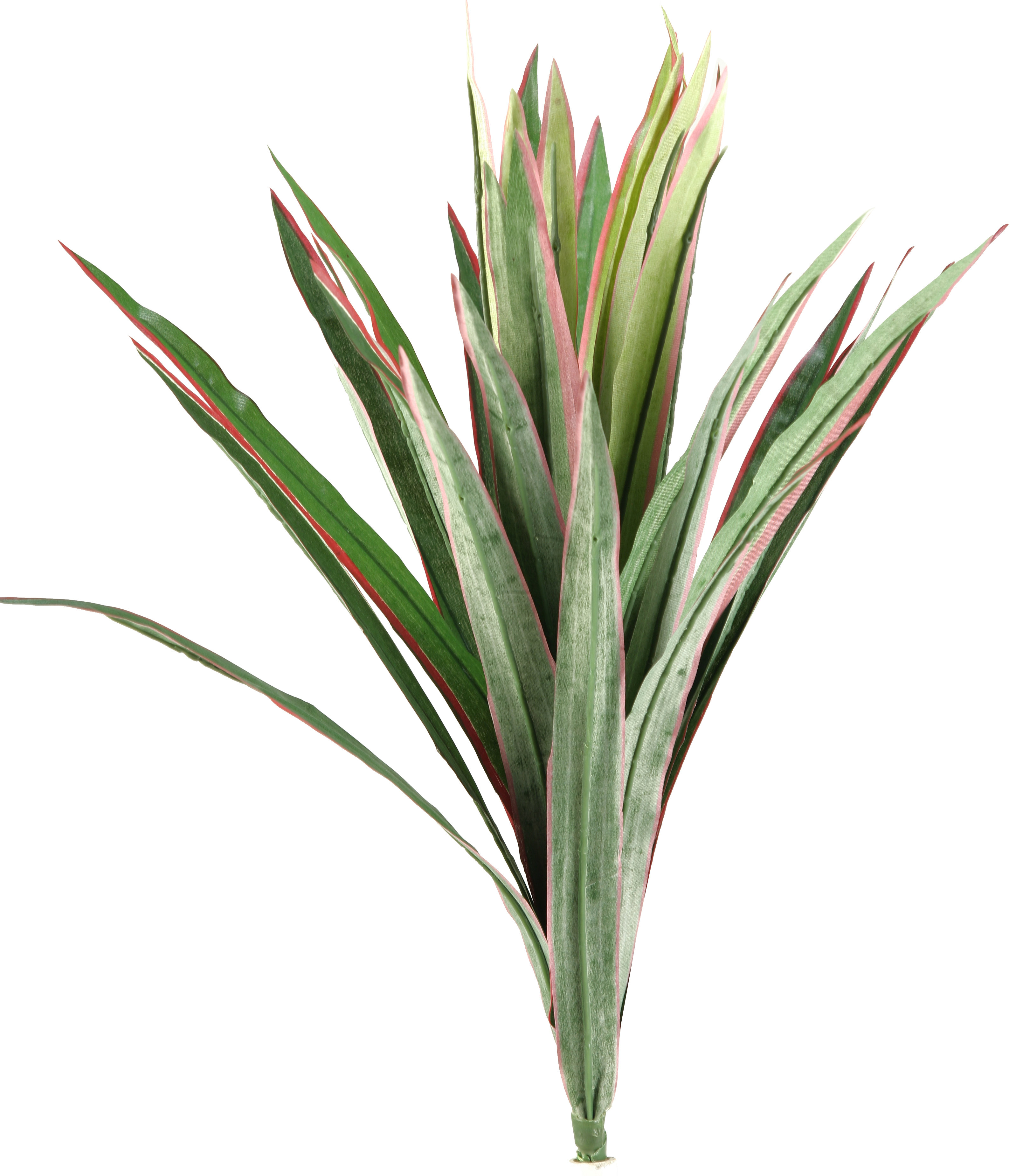 Highland Dunes Dracaena Plant | Wayfair