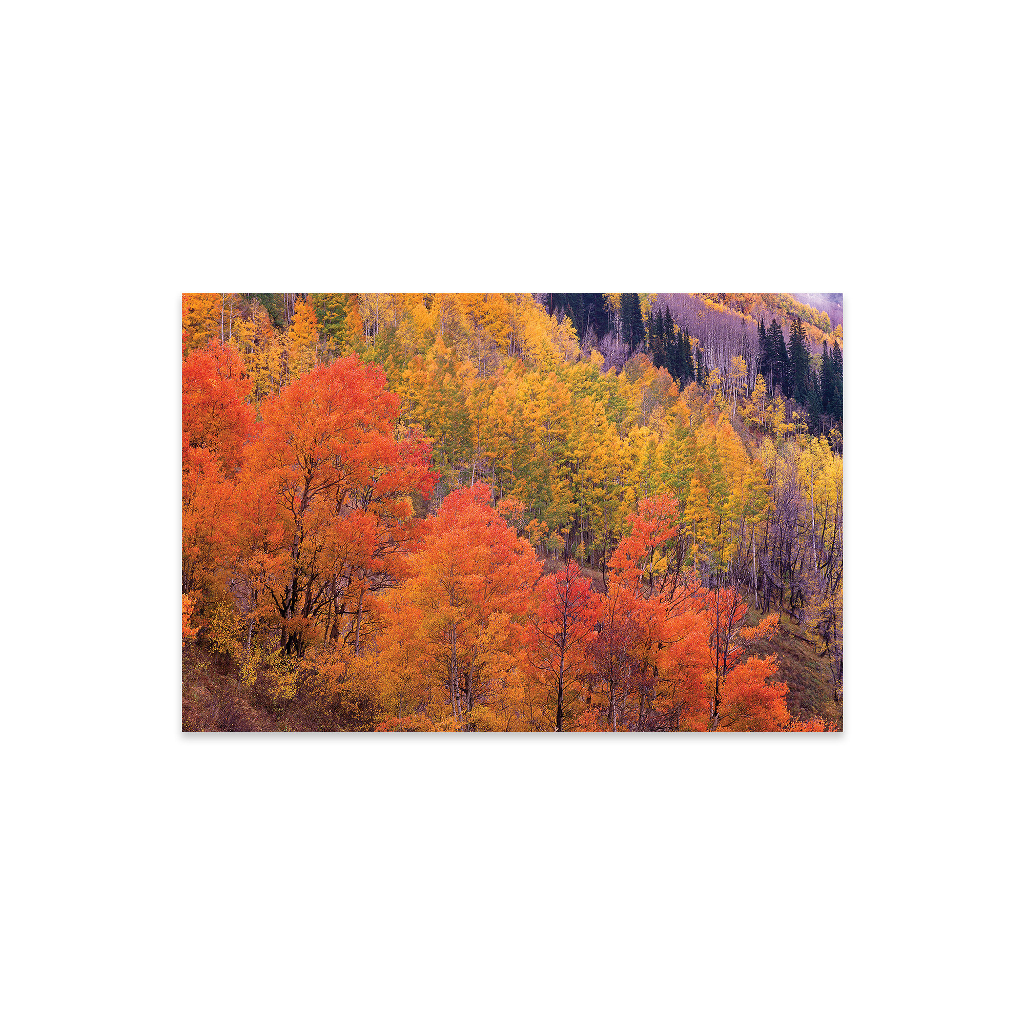 Millwood Pines Quaking Aspen Grove In Fall Colours, Gunnison National ...