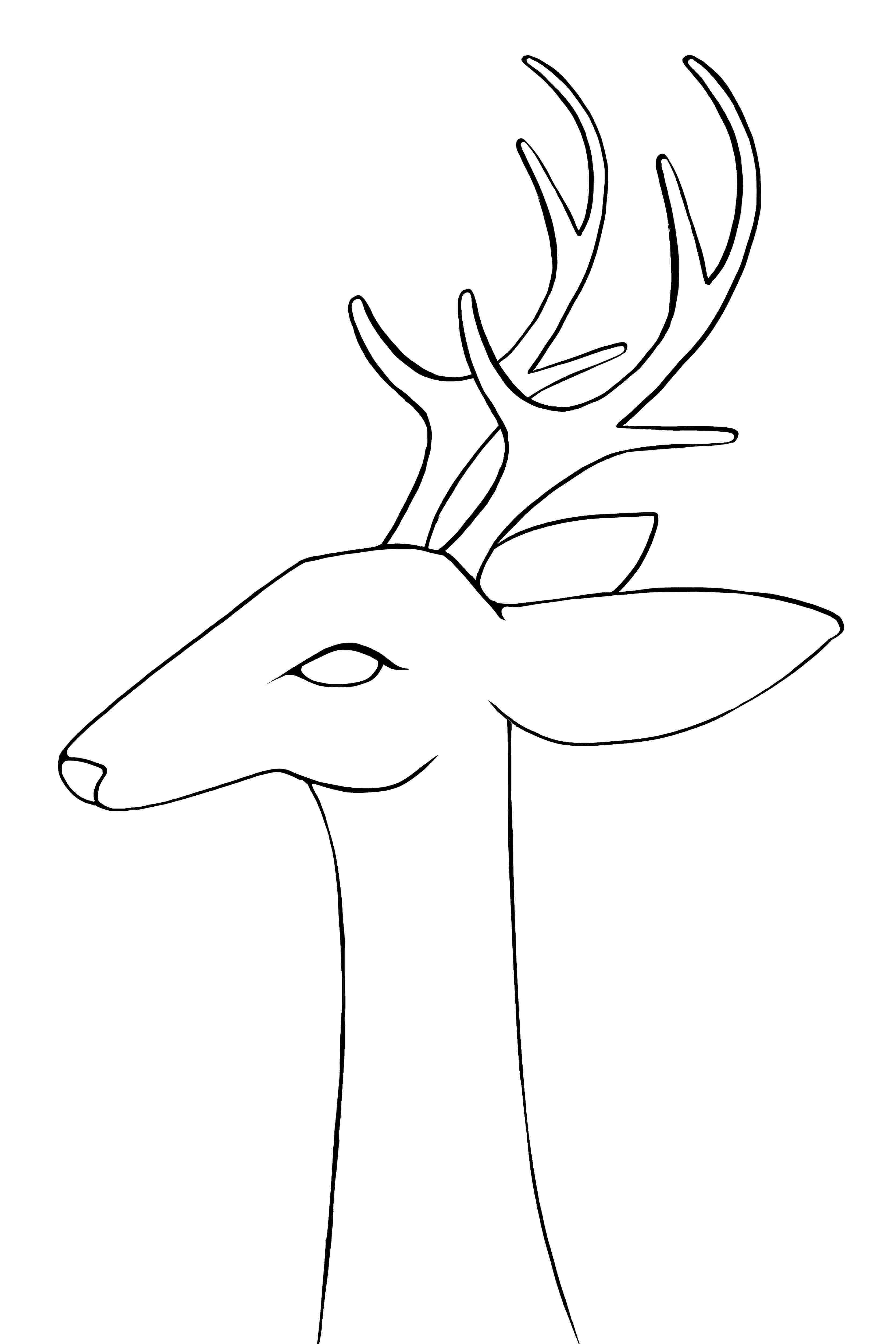 color sheet deer