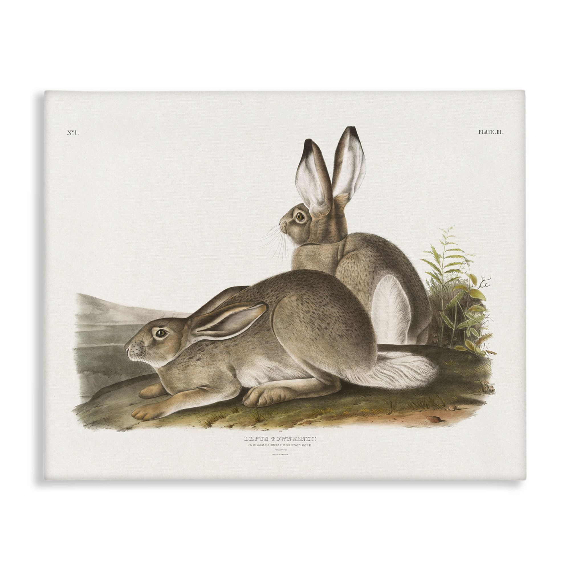 August Grove® Traditional Cottage Hare Canvas Wall Art by Wild Apple ...