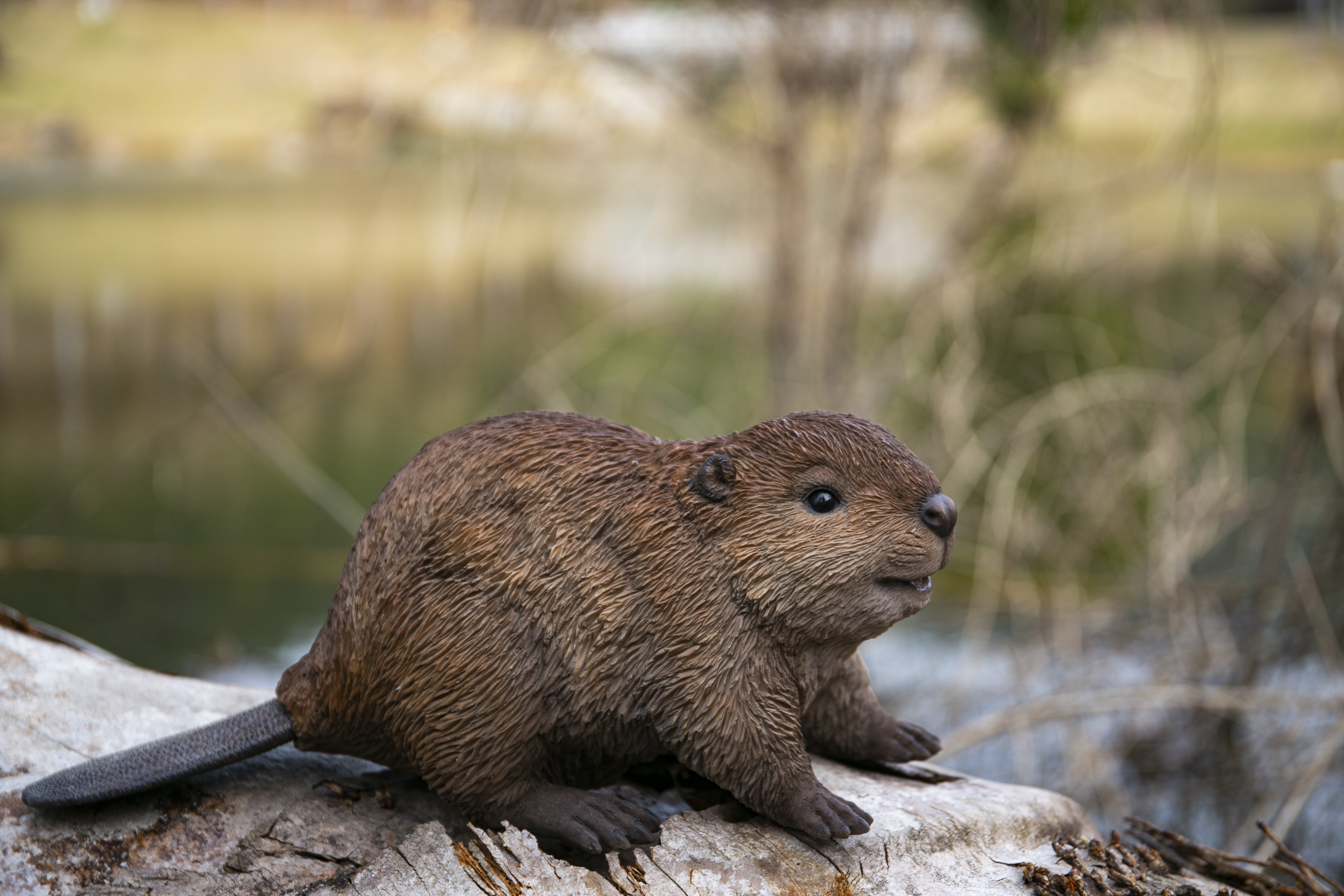 Hi-Line Gift Ltd. AMERICAN BEAVER CUB STATUE & Reviews - Wayfair Canada