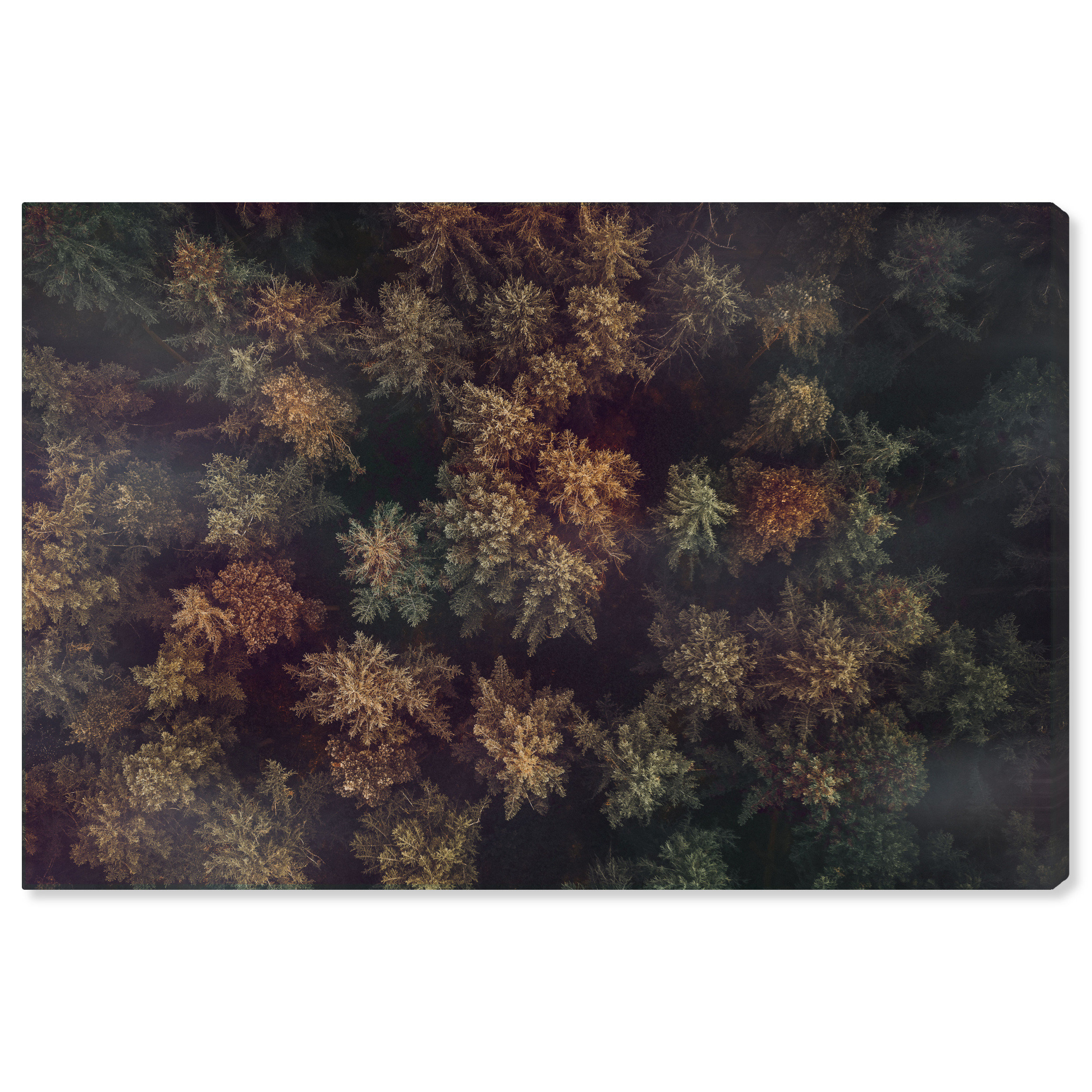 Millwood Pines Floral and Botanical Top of Trees Modern Green Canvas ...