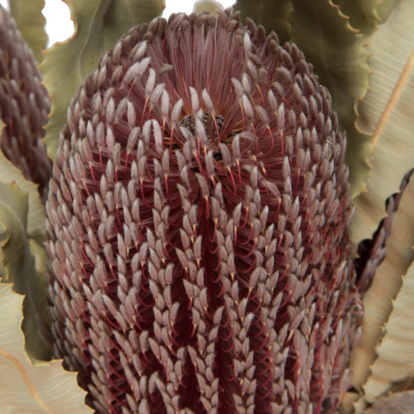 Primrue 12" Natural Pink Banksia Menzi Flower with Stem. Includes 3 ...