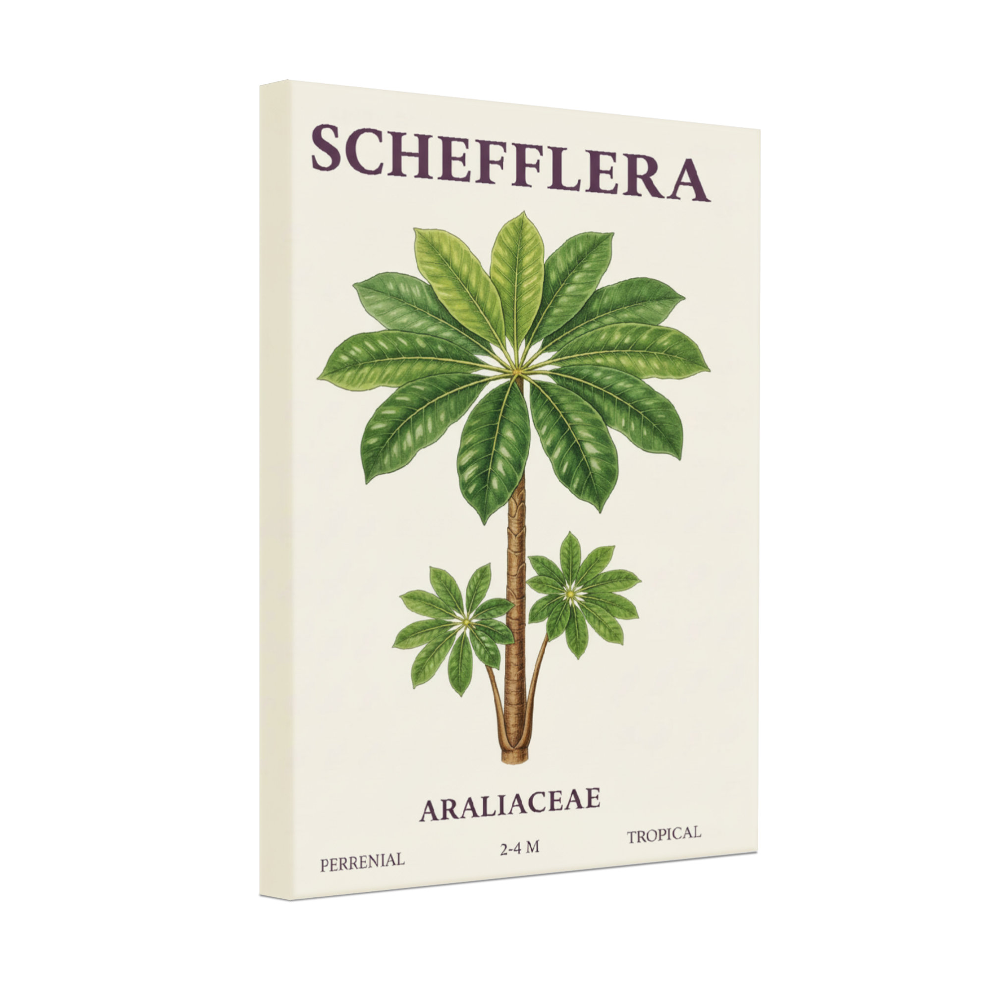 Canora Grey Plants & Flowers Schefflera Plant Botanical Art Print | Wayfair