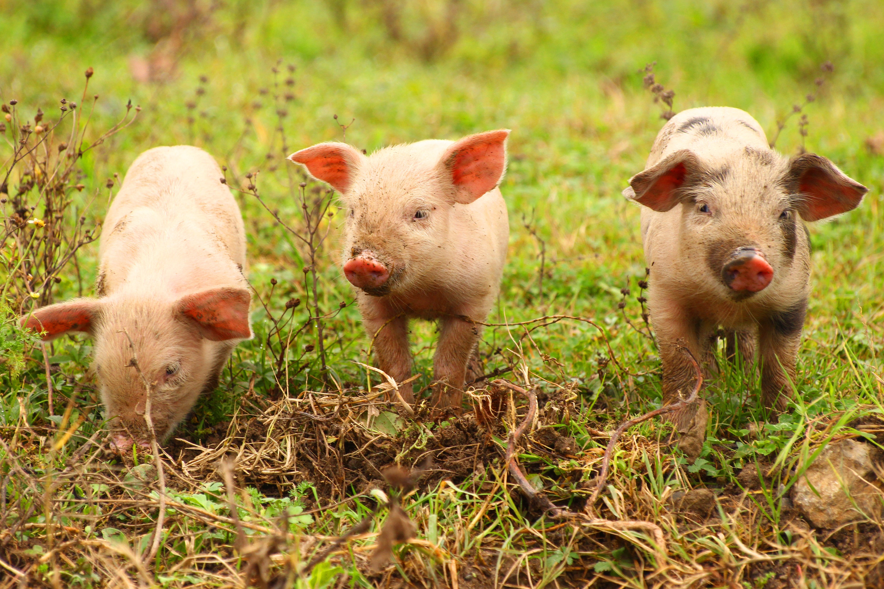 Highland Dunes Cute Little Piglets by - Wrapped Canvas Photograph ...