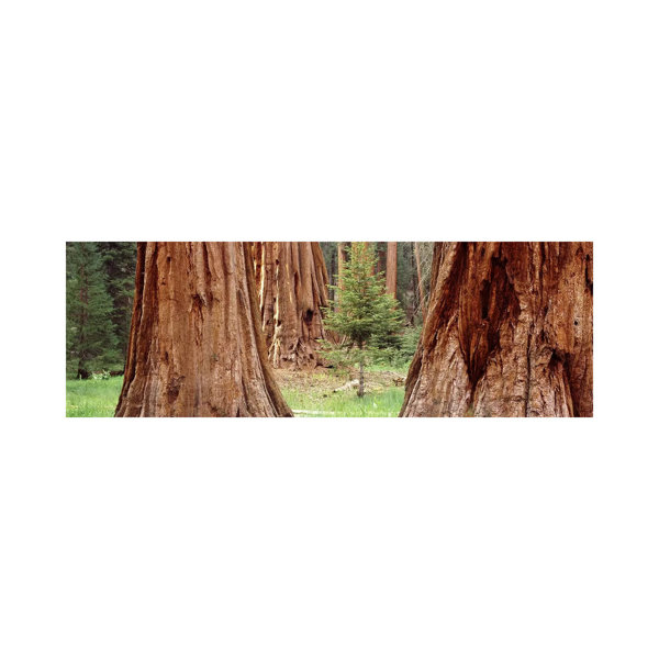 Union Rustic Sapling Among Full Grown Sequoias, Sequoia National PArk ...