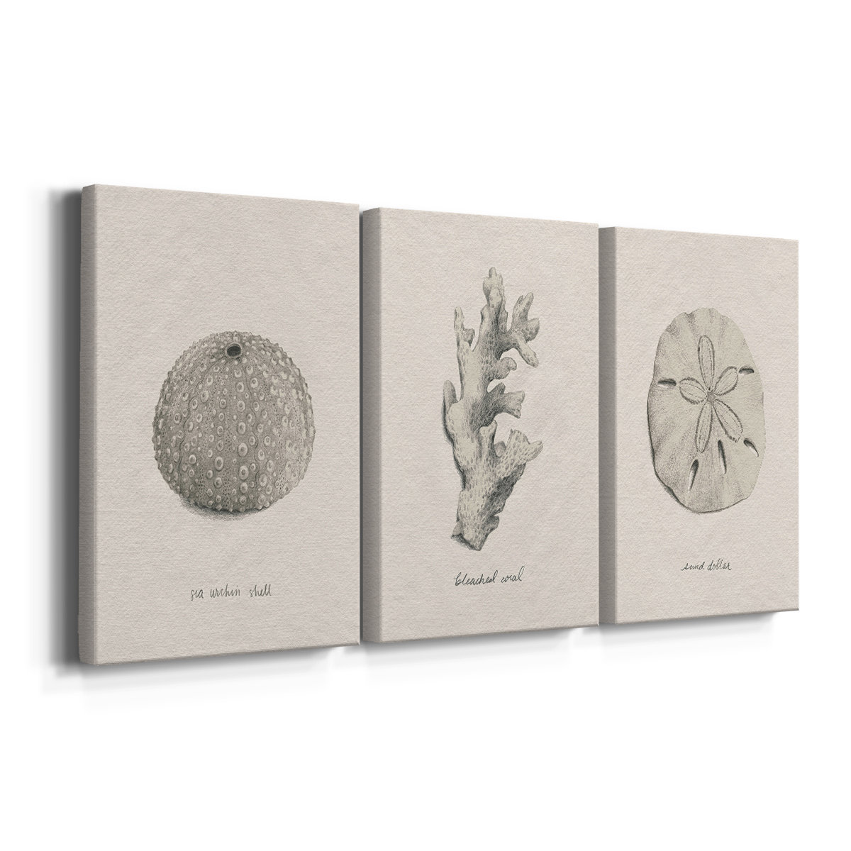 Dovecove Shore Treasure Study I -Custom Wrapped Gallery Canvas - 3 ...