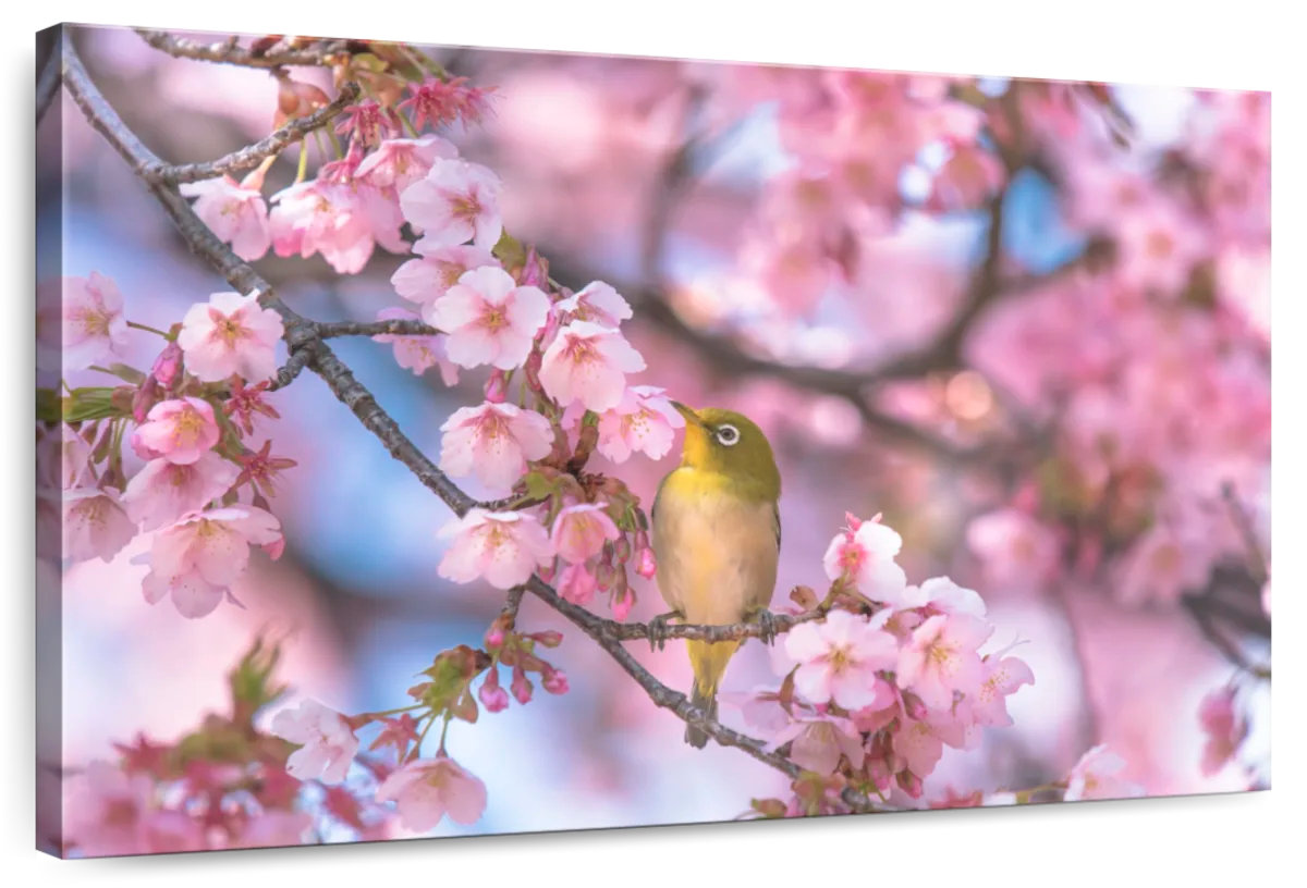 Ebern Designs Brampt Pink Sakura Songbird | Wayfair