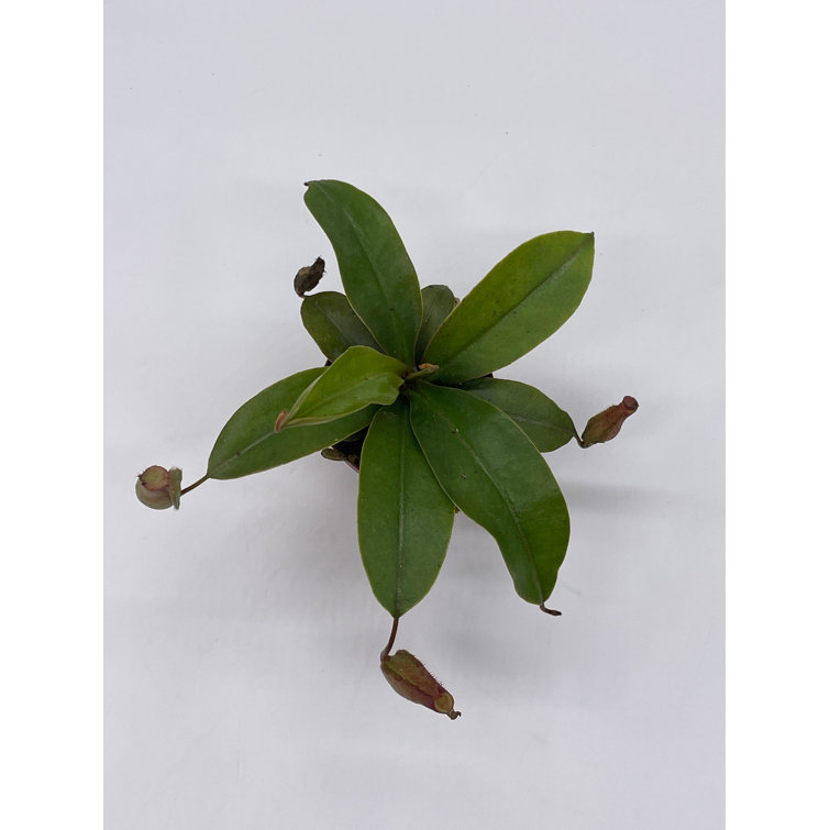 Florida House Plants Winged Pitcher Plant Carnivorous Nepenthes Alata ...