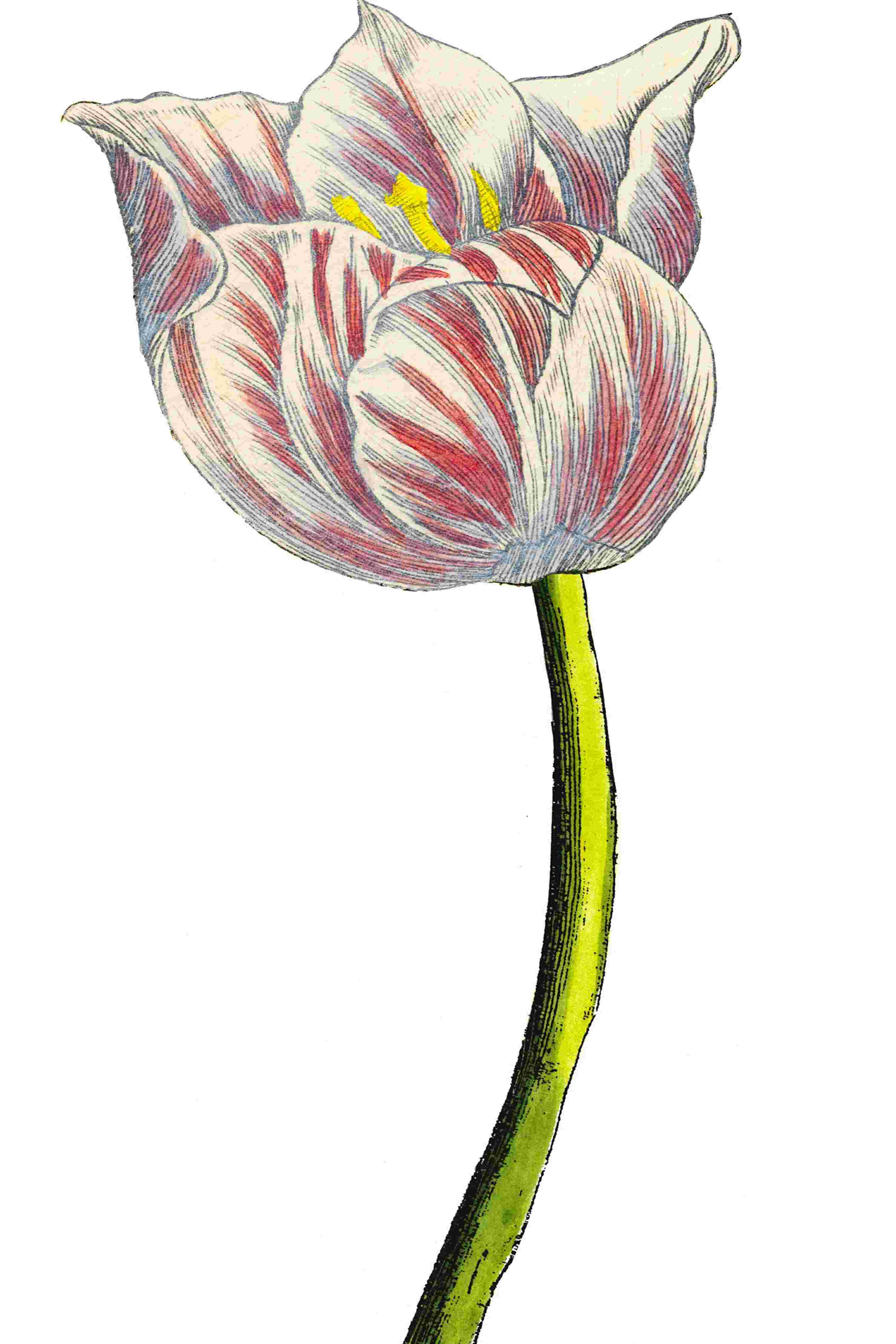 Red Barrel Studio® Tulip Time II | Wayfair