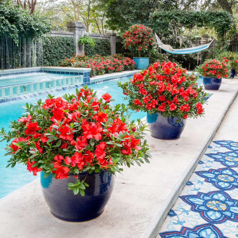 Encore Azalea 1 Gallon Autumn Embers Encore Azalea - Red Blooming ...