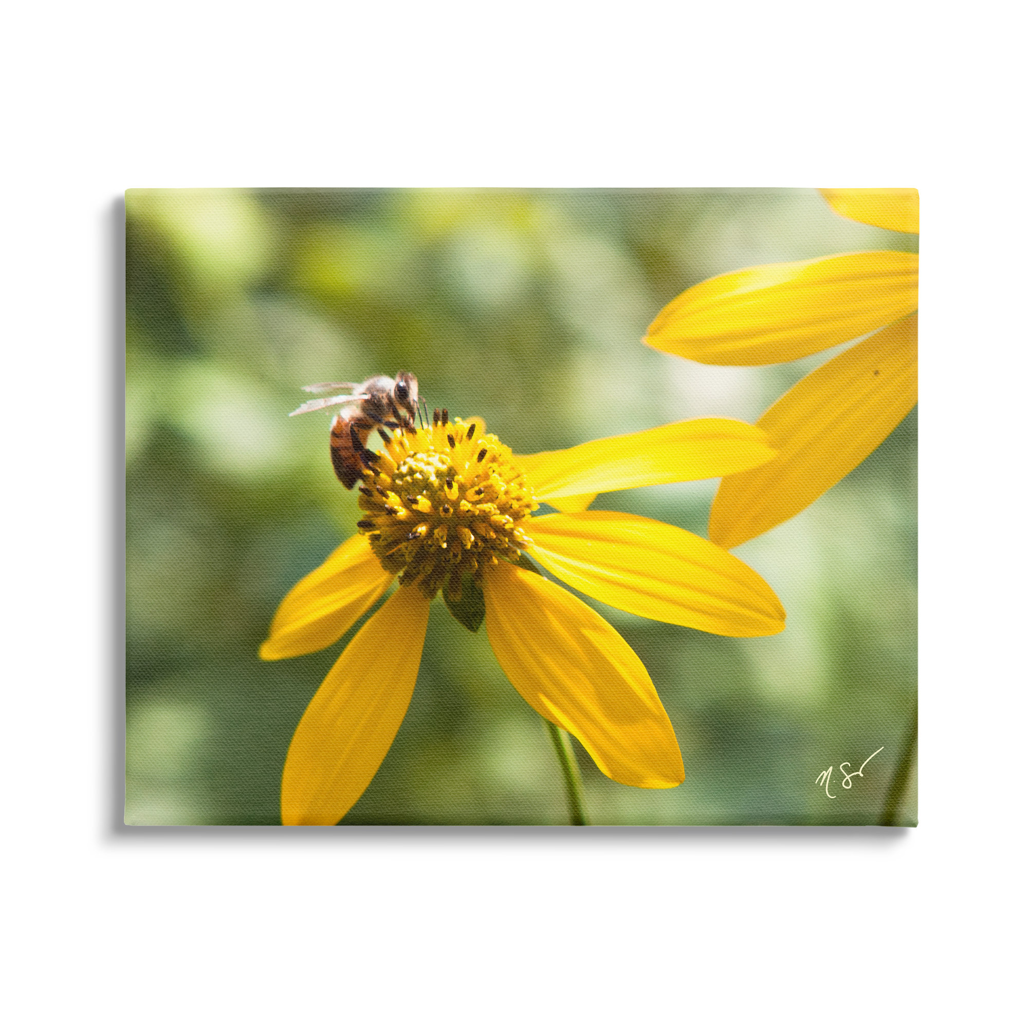 Ebern Designs Bee On Daisy Photography | Wayfair
