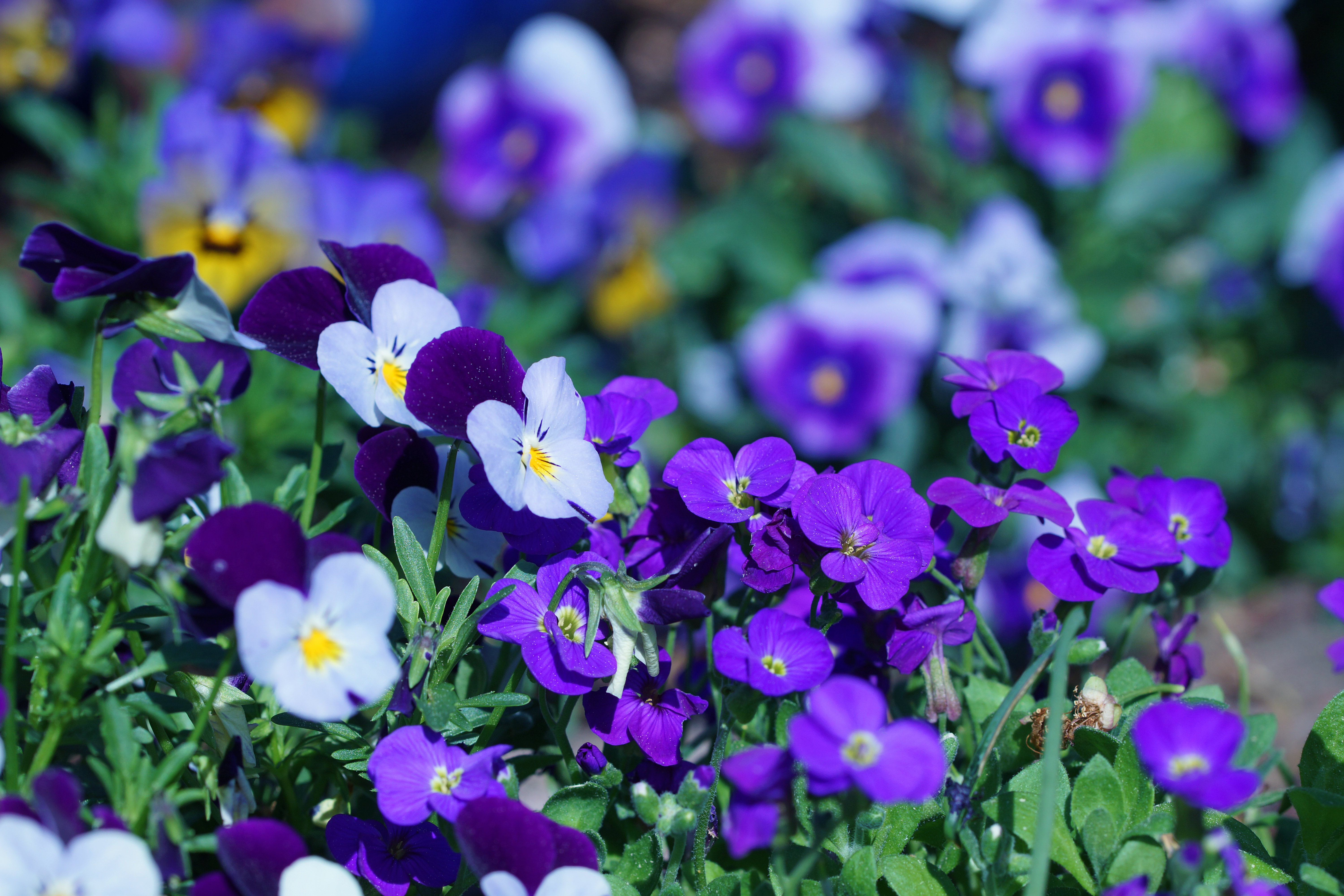 Ebern Designs Horned Pansies and Purple Rock Cress by Schnuddel | Wayfair