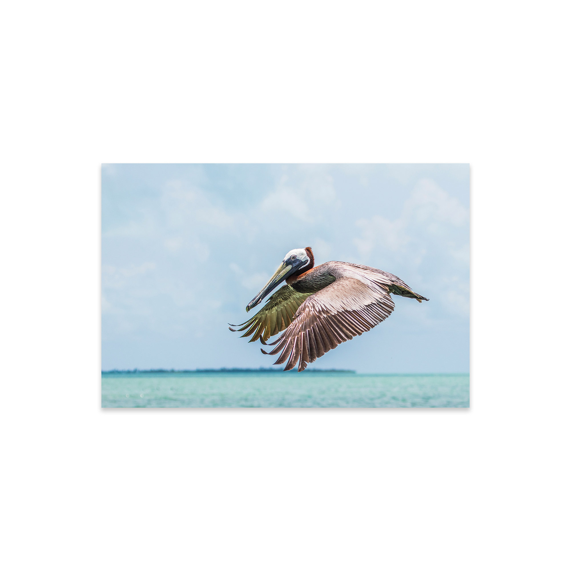 Highland Dunes " Belize, Ambergris Caye. Adult Brown Pelican Flies Over ...
