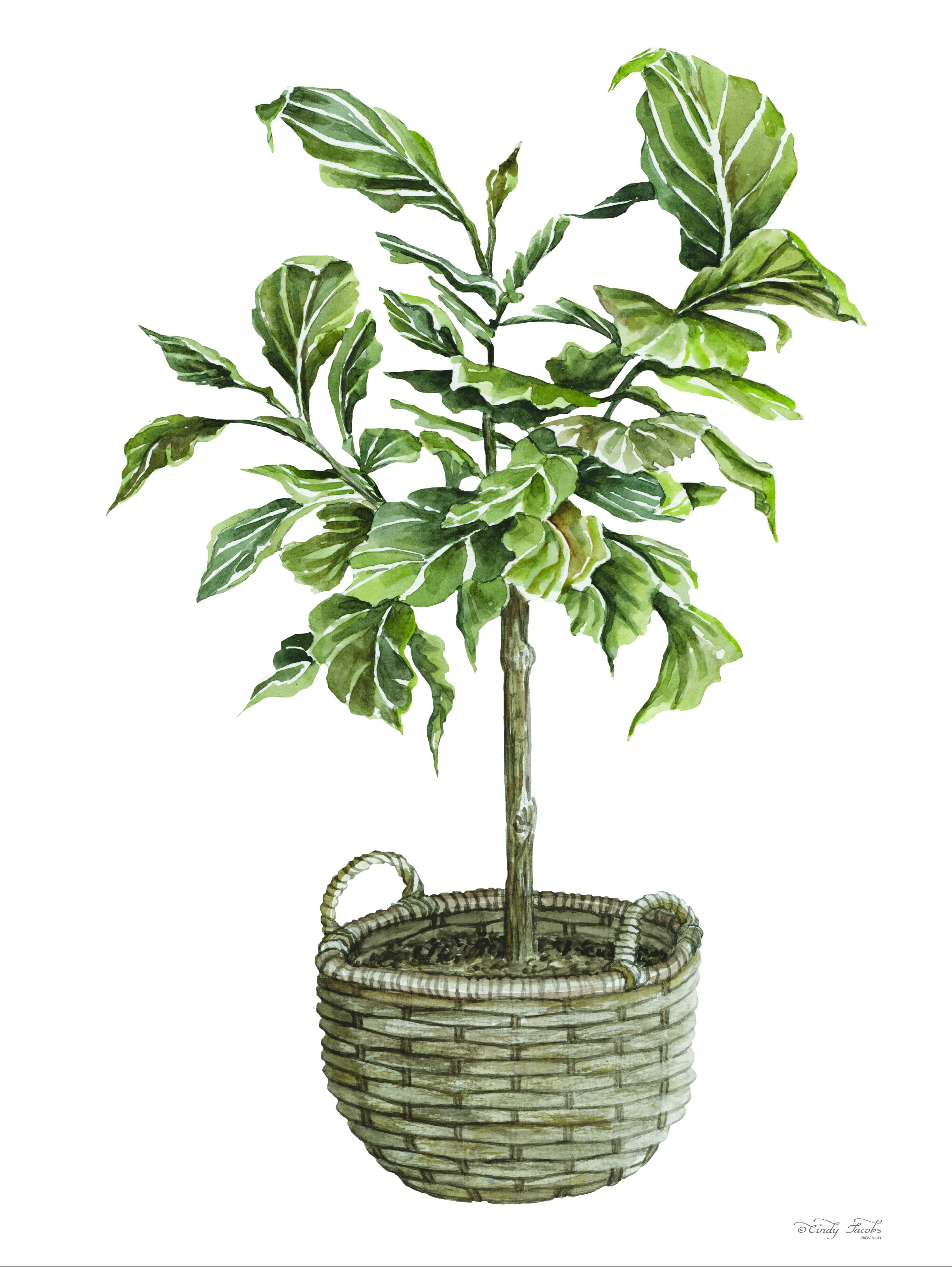 August Grove® Fig Tree I - Wrapped Canvas Print | Wayfair