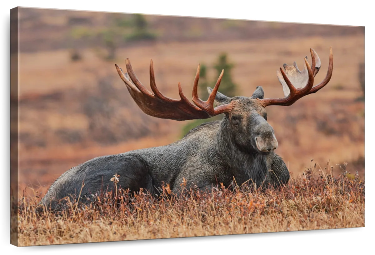 Ebern Designs Summer Moose - Wayfair Canada