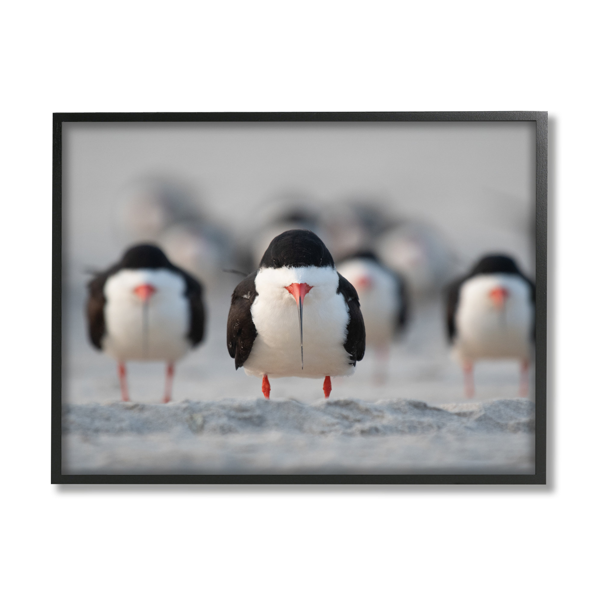 Stupell Industries Ba-395-Framed Black Skimmer Gang Framed On Wood by ...