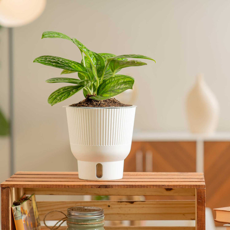 Costa Farms Indoor Trending Tropicals Green Galaxy Monstera House Plant ...