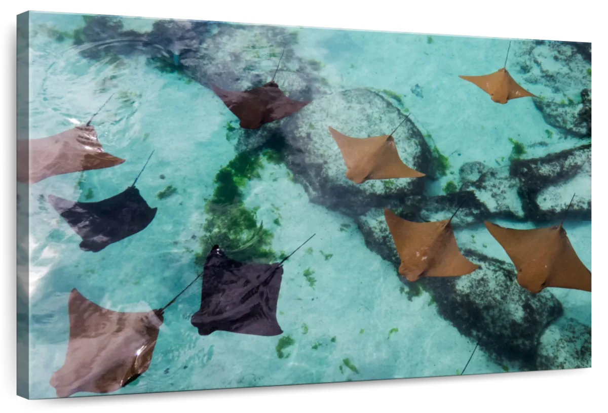 Ebern Designs Crowle Underwater Sting Ray Family | Wayfair