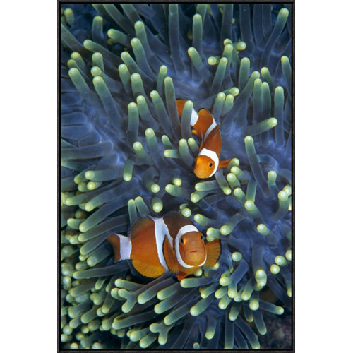 Bless international Clown Anemonefish Pair In Sea Anemone Tentacles ...