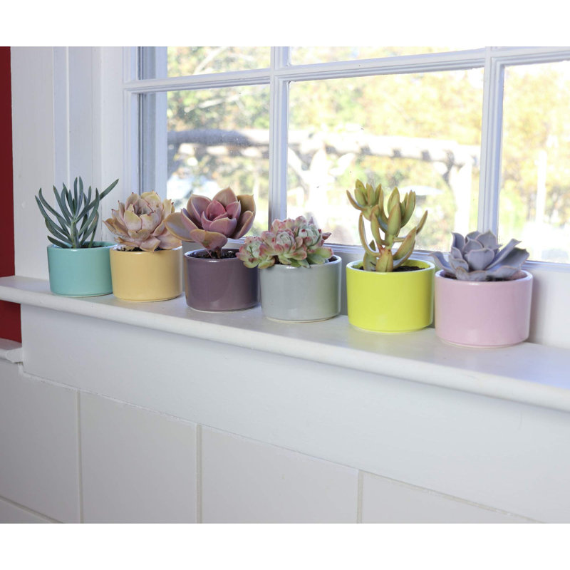 Window Garden Ceramic Pot Planter | Wayfair