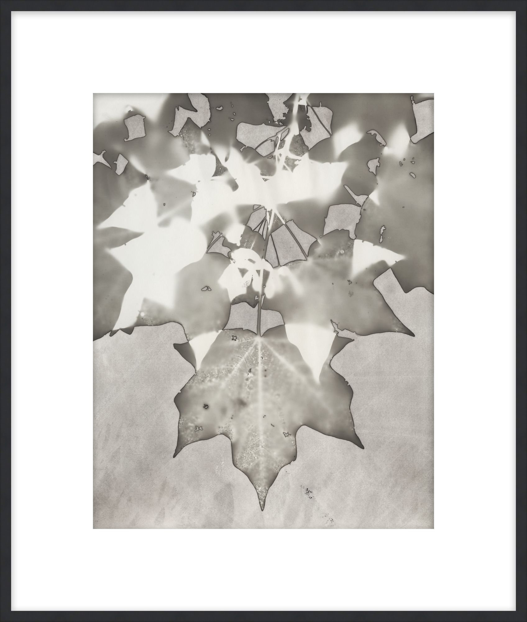 Theodore Alexander Lucent Botanicals 8 Framed Art Print | Wayfair