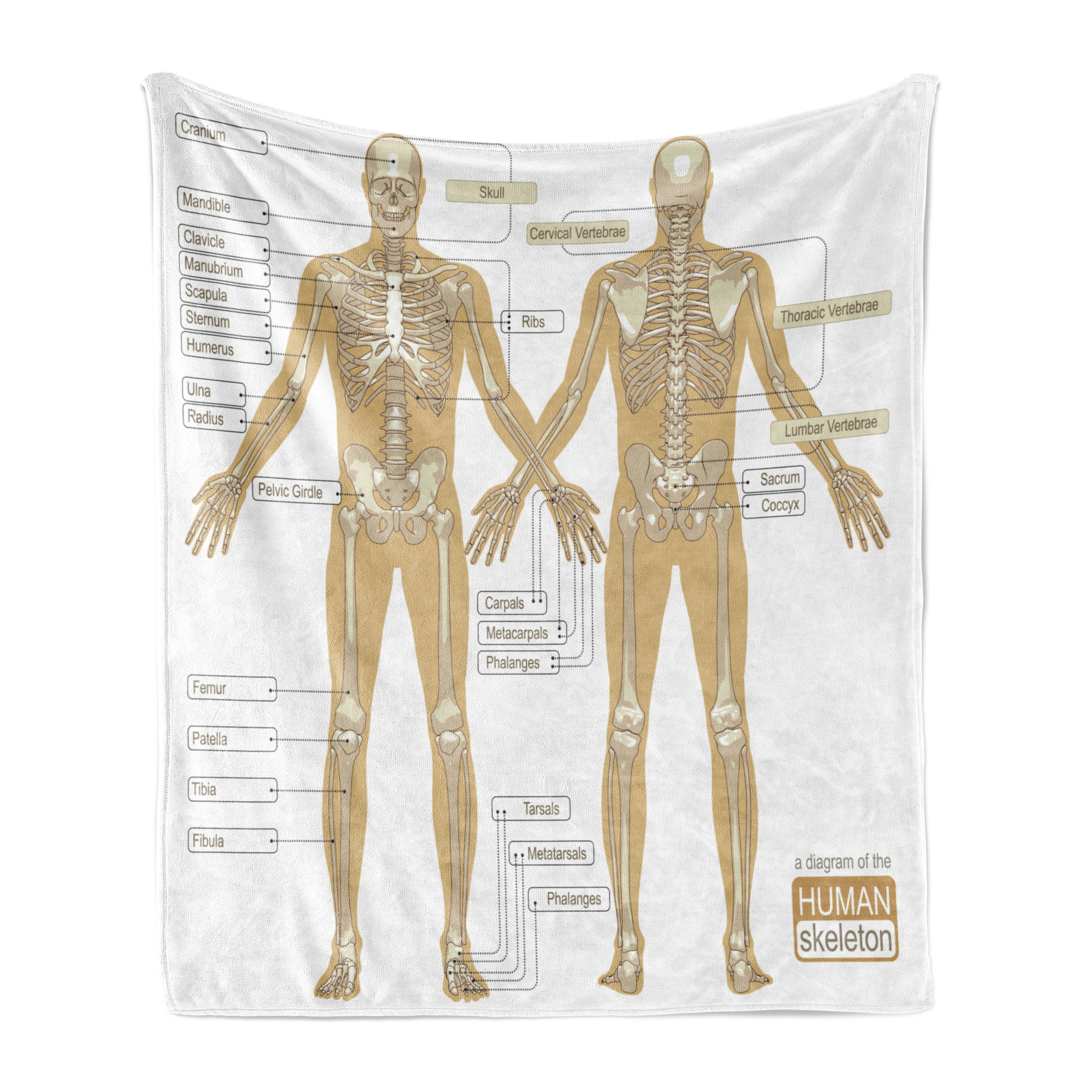 Ambesonne Anatomy Fleece Throw Blanket Human Skeleton System White Tan ...