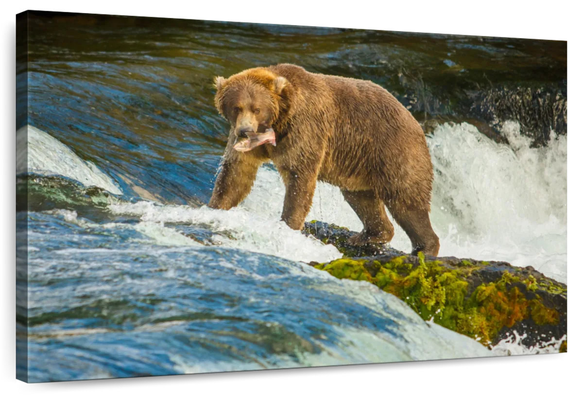 Ebern Designs Brampt Fearless Grizzly Bear | Wayfair