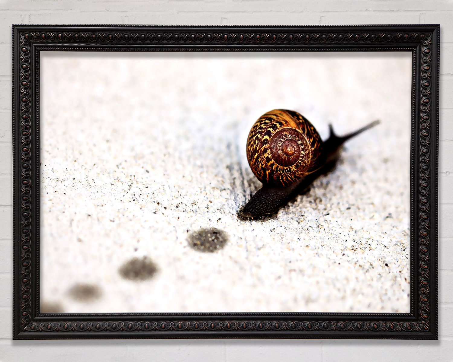 Bright Star Snail Track Macro - Single Picture Frame Art Prints ...
