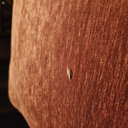 Michael Amini The Smith Feather Reversible Throw Pillow & Reviews | Wayfair